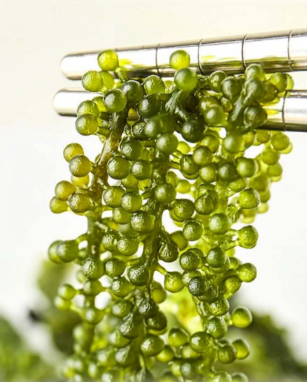 Sea Grapes Umibodo Seaweed 100g – FreshFood2u