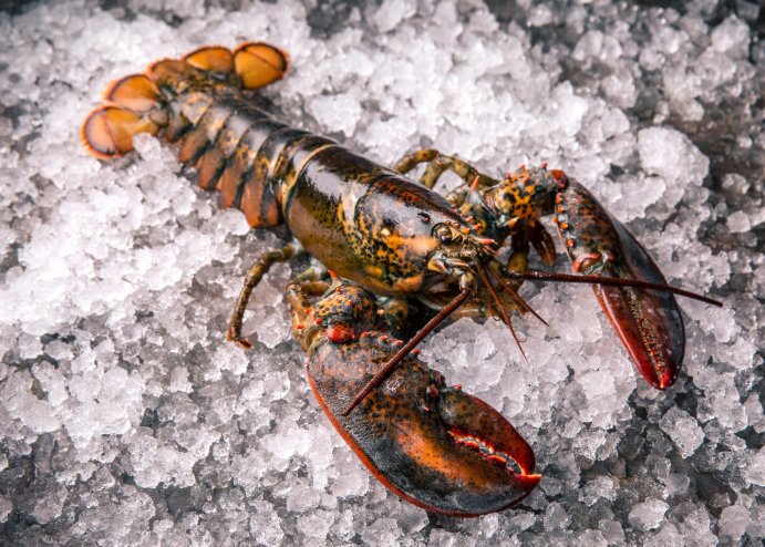 3462 STICK. Lobster Native Live 600 - 800g – FreshFood2u