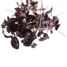 SUP. Micro Purple Cress. 30gm – FreshFood2u