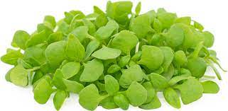 Micro Lemon Basil Cress. 30g – FreshFood2u