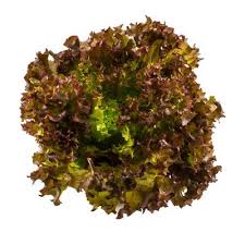 Lettuce Red Batavia – FreshFood2u